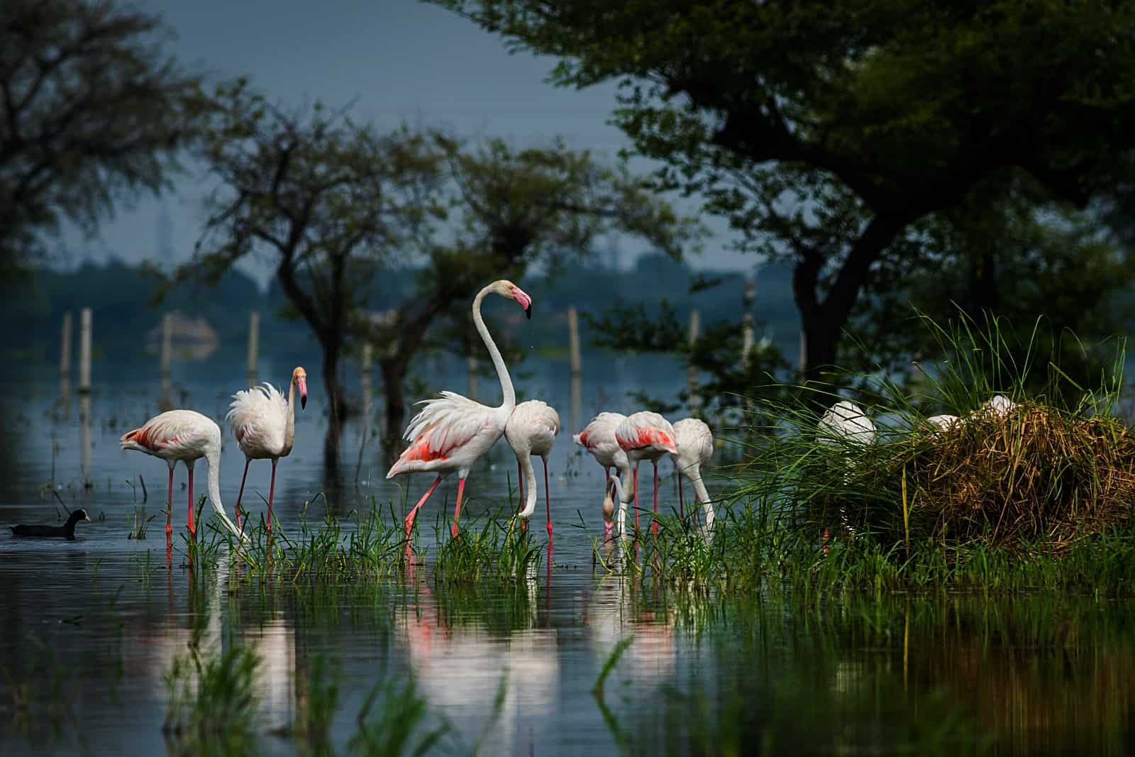 New UN Decade on Ecosystem Restoration offers unparalleled opportunity ...
